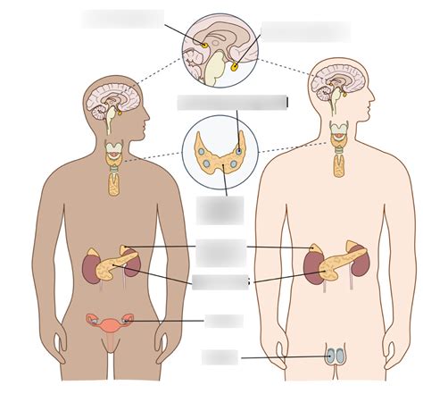 Lab 9 Endocrine System Diagram Quizlet