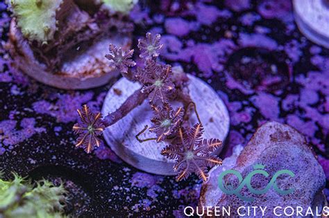 Firework Clove Polyps Wysiwyg Queen City Corals