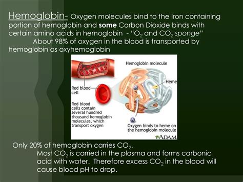 21 Structure And Function Of The Ventilatory System Ppt Download