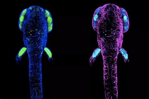 Biochemistry Degrees Faculty Of Life Sciences