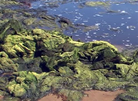 The Vineyard Gazette Marthas Vineyard News Great Pond Algae Bloom