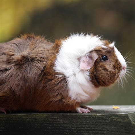 Abyssinian Guinea Pig Breed Lafeber Co Small Mammals