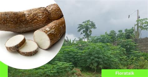 Planting Cassava See How To Plant Cassava