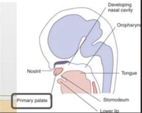 Ch 5 Orofacial Development Flashcards Quizlet