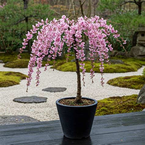 Patio Cherry Blossom Tree Prunus Kiku Shidare Zakura Roots Plants