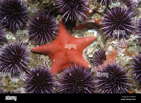 Bat Star Asterina Miniata Surrounded By Purple Sea Urchins