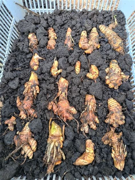 Lelaki Ini Kongsi Tip Tanam Pokok Kunyit Tak Payah Dah Cucuk Ubi Kunyit Dalam Tanah