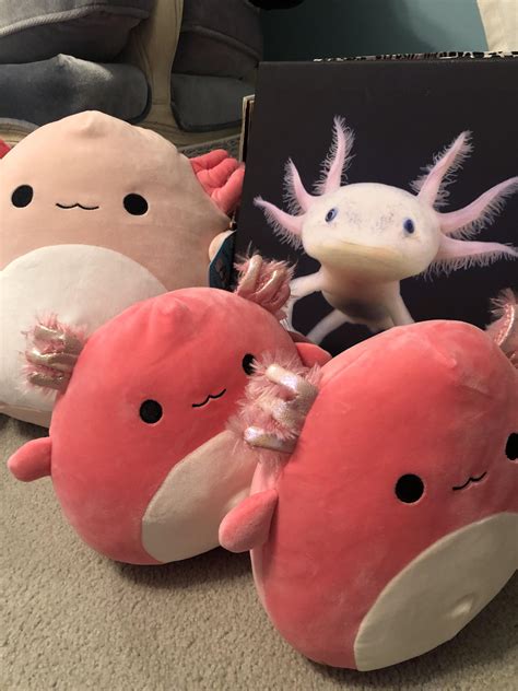 Finally Have Archie Squishmallow