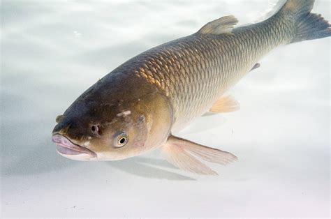 Everything You Need To Know About The Threat Of Grass Carp Invasive
