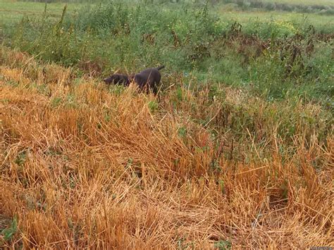 მონადირე ძაღლების სურათები მონადირე ძაღლები ფოტოალბომი მონადირეების საიტი