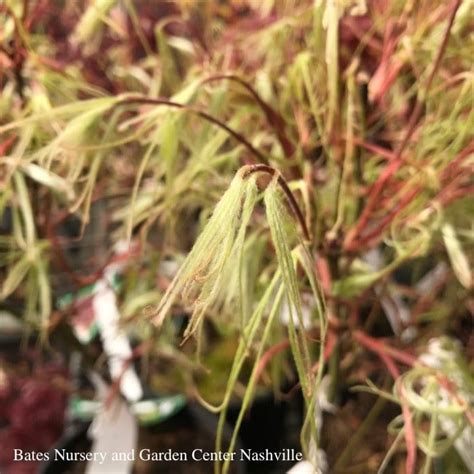 15 Box Acer Pal Koto No Ito Dwarf Green Harp String Threadleaf