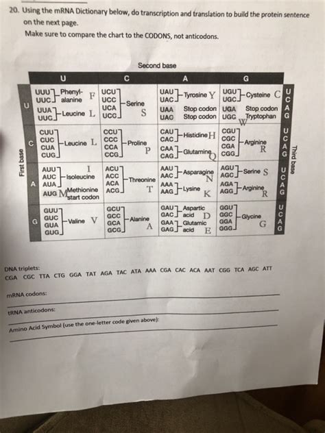 Solved 20 Using The Mrna Dictionary Below Do Transcription