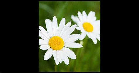 Janice Gayle Scheer Obituary 2023 Georgetown Ky Johnsons Funeral Home Georgetown