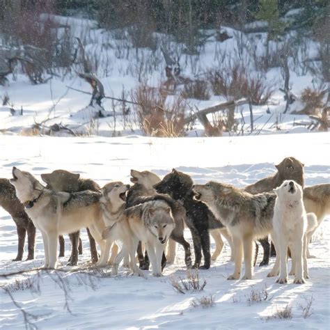 How Wolves Helped Restore Yellowstones Ecosystem