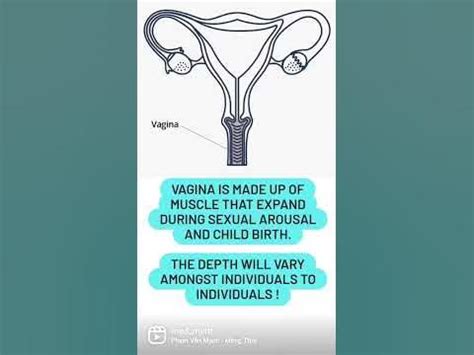 How Deep Is A Vagina Youtube