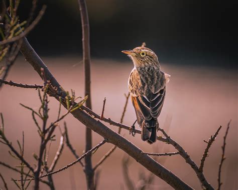 Bird Branches Wild Free Photo On Pixabay