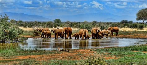 Fotos Gratis Paisaje Naturaleza Desierto Fauna Silvestre Manada