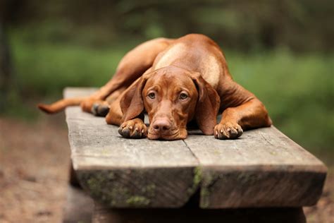 Can Vizslas Be Left Alone