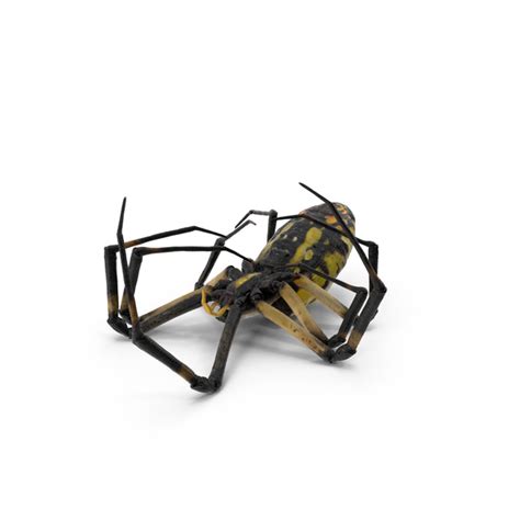 Corn Spider 3d Object 2298928013 Shutterstock