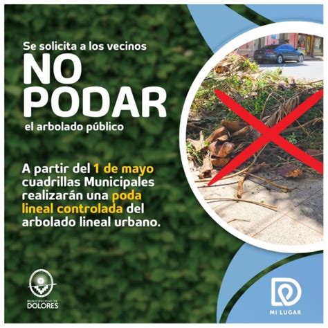 EstÁ Prohibida La Poda Del Arbolado Urbano