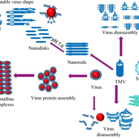 The Effect Of Amino Acids In The Protein Self Assembly Download