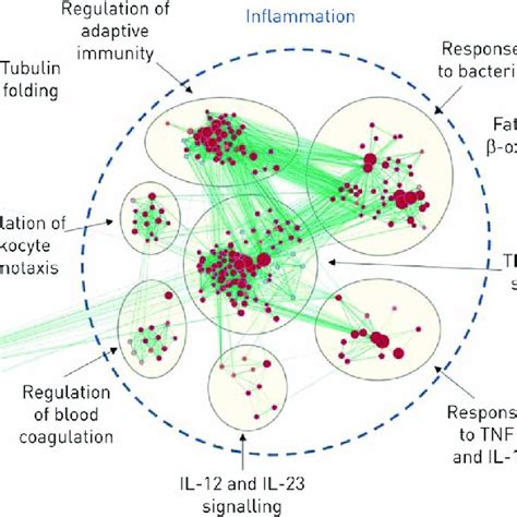 Gene Expression Pathways Enriched In Both Human Lung Transplants And In Download Scientific