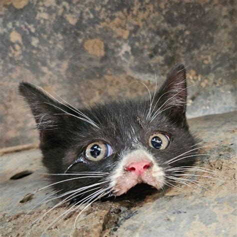8 Week Old Kitten Rescued After Getting Head Stuck In Truck Frame