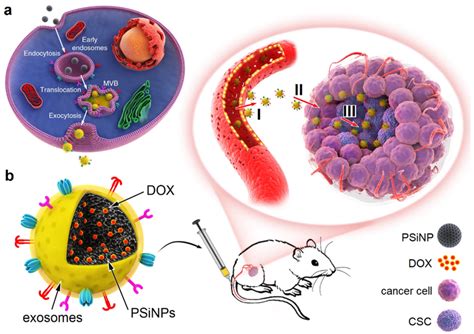 Schematic Illustration Of Exosome Sheathed Porous Silicon Nanoparticles