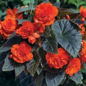 Begonia Go Go Orange Westwind Gardens