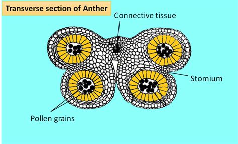 In Obdiplostemonous Androecium Stamens Are Arranged Class 12 Biology Cbse