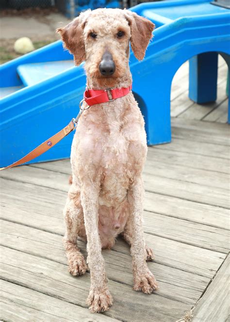 Asher And Austin Bobbi And The Strays