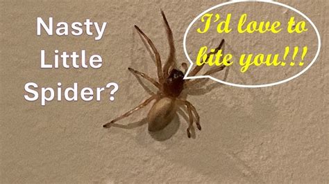 Broad Faced Sac Spider Bite