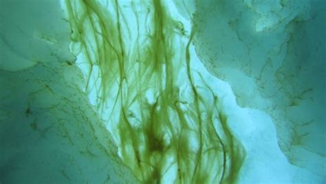 Titanic Lifeboat Academy Arctic Ice Algae Heavily Contaminated With