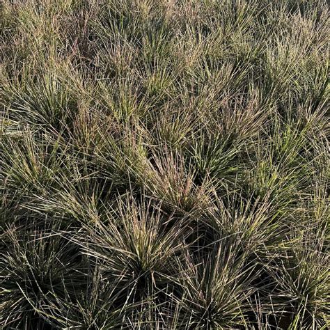 Deschampsia Cespitosa Northern Lights