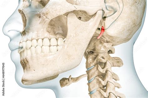 Temporal Styloid Process In Red Color With Body 3d Rendering Illustration Isolated On White