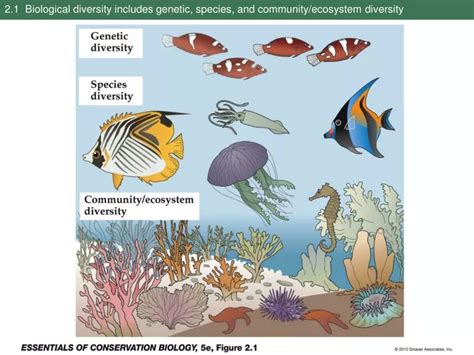 Ppt 21 Biological Diversity Includes Genetic Species And Community