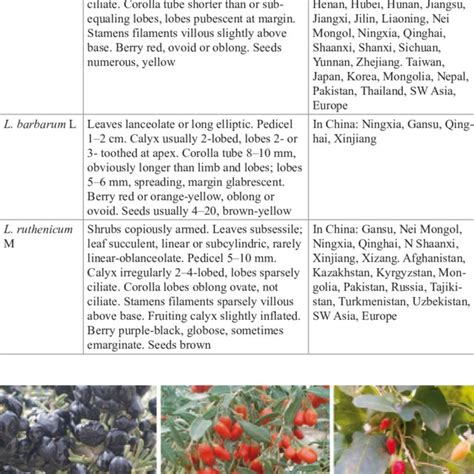 Morphological Differences And Geographic Distribution Of L Chinense