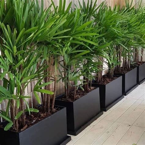 Rectangle Fiber Indoor Planter At 1770 00 Inr In Gurugram Potistry