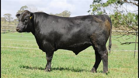 Lot 34 Skk S068 Youtube