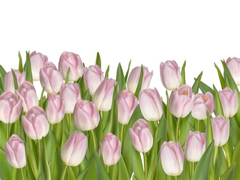 Premium Vector Tulips Background