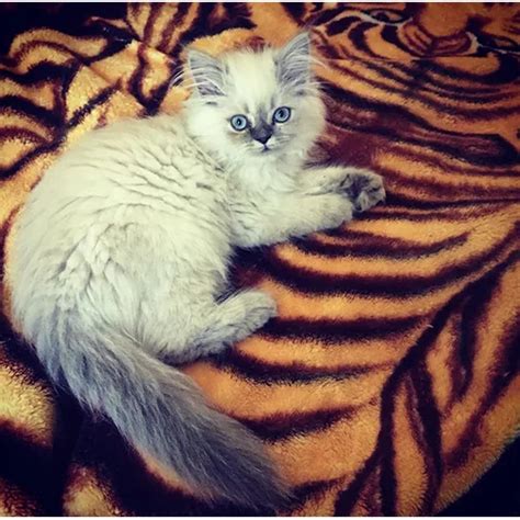 Himalayan Kittens For Sale In Usa Certified Breeder Purebred
