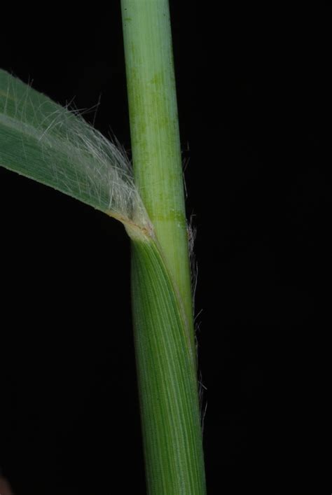 Panicum Virgatum Panic Grass Panic Grasses Switchgrass Switch Grass