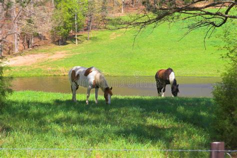 草地高清图片 马和草地2a 马和草地2a图片免费下载 5103715088 千图网pro