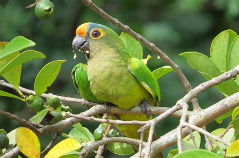 Maritaca Bird Cocota Free Photo On Pixabay Pixabay