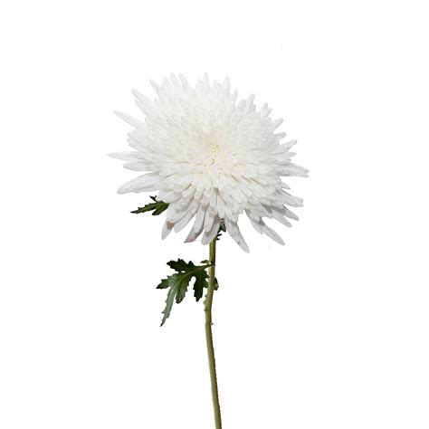 Spider Mum Paloma Del Alma Group