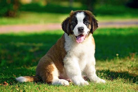 St Bernard Weight Chart