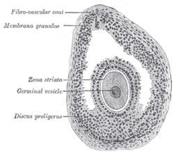 Section Of Vesicular Ovarian Follicle Of Cat X 50 How To View Stomata