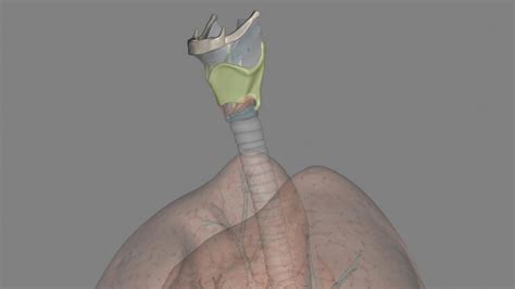 Premium Photo The Thyrohyoid Membrane Or Hyothyroid Membrane Is A Broad Fibroelastic Sheet Of