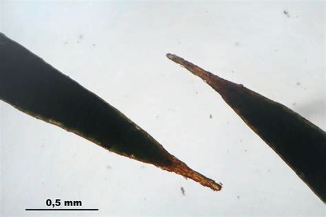 Polytrichum Juniperinum Free Photos On