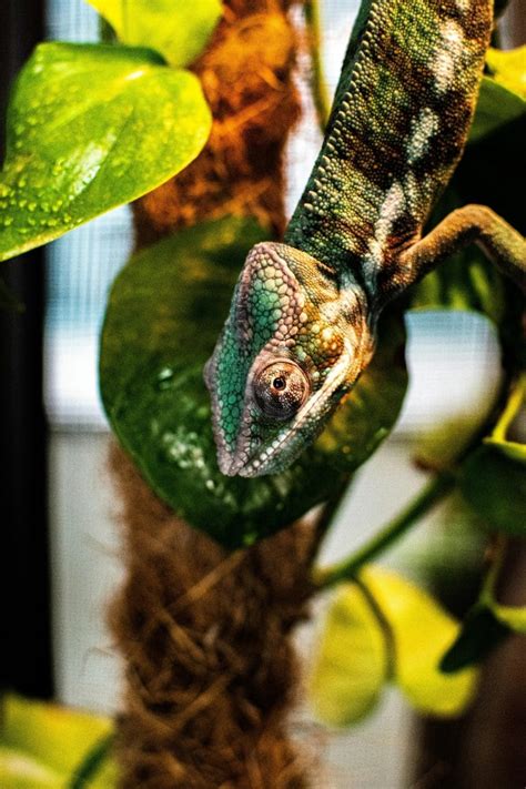 Scientific Classification Of Chameleon A Perfect Guide My Chameleon